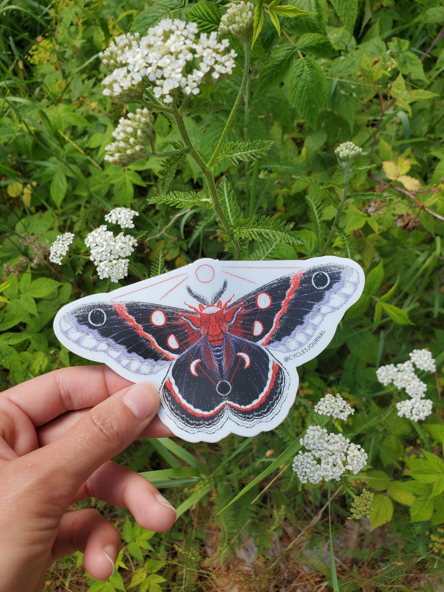 Moon Moth Vinyl Sticker – Cyclical Roots by Rachael Amber